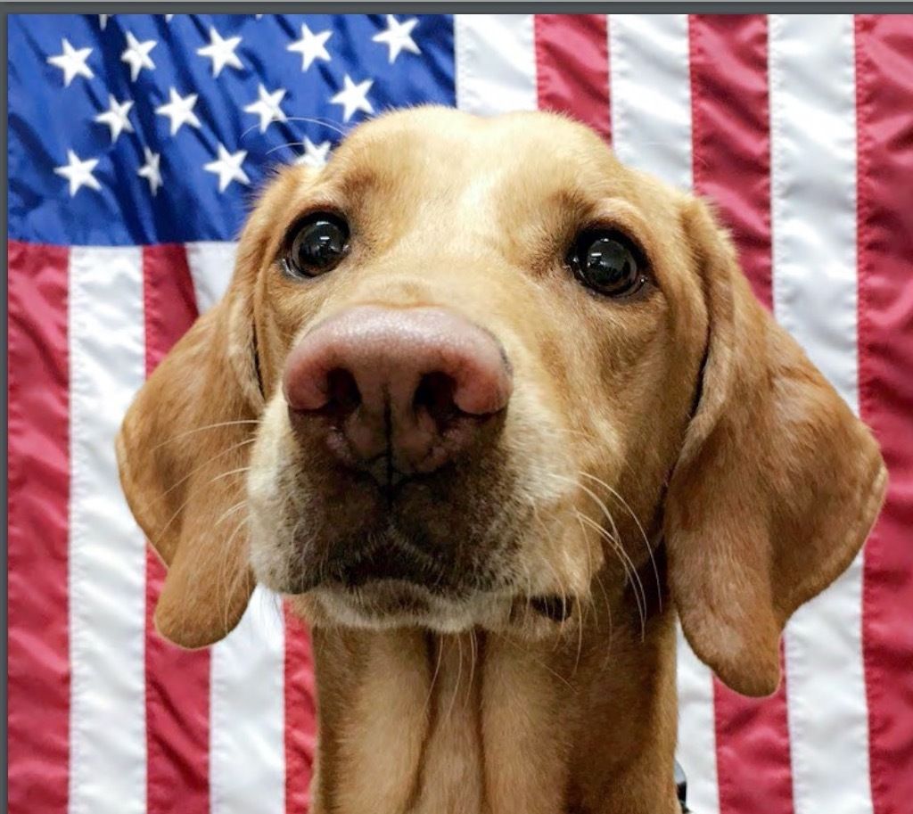 The Transportation Security Administration Has a Canine Calendar