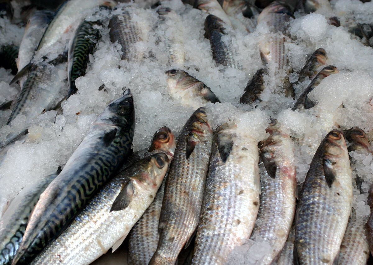 What Is Scrod? Understanding New England’s Popular White Fish