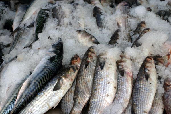 What Is Scrod? Understanding New England’s Popular White Fish