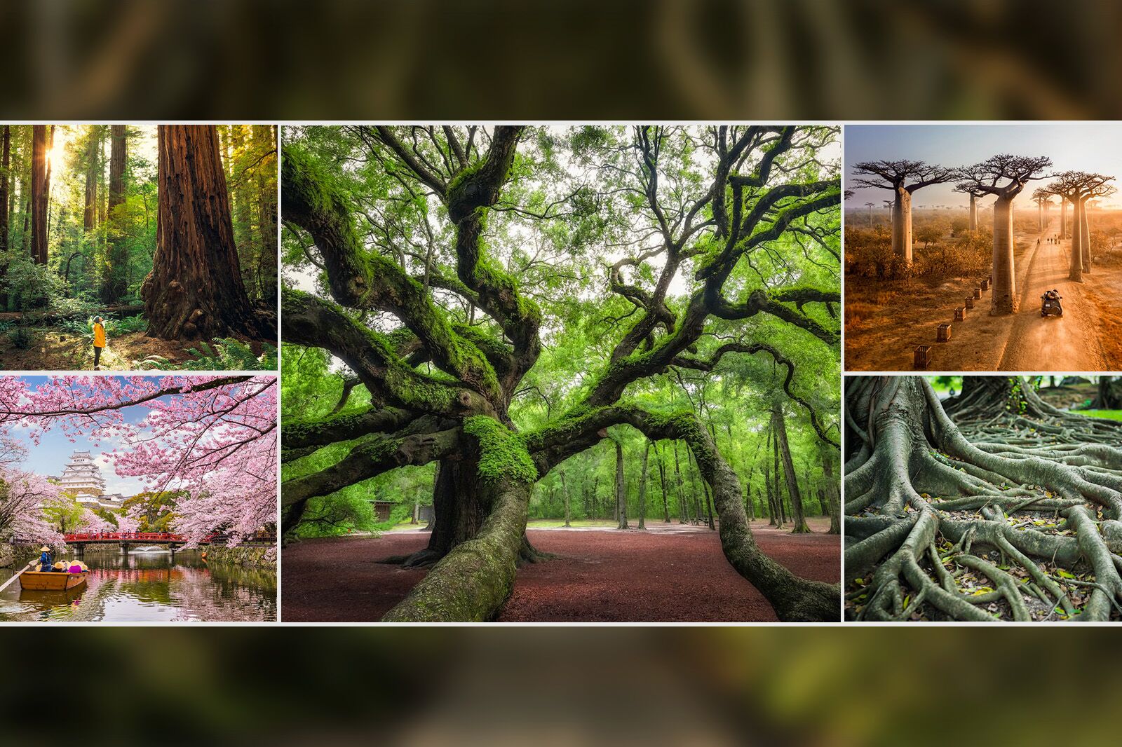 The Most Beautifully Unique Trees and Forest in the World