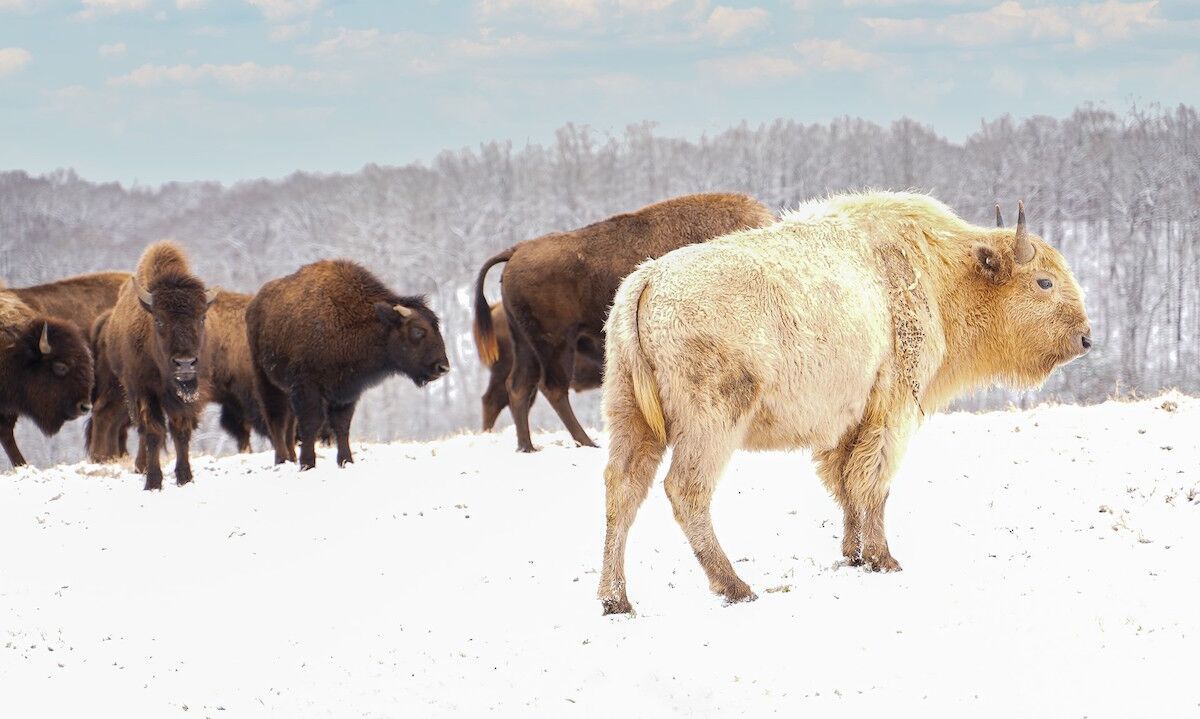 White Bison Born at Missouri's Dogwood Canyon Nature Park