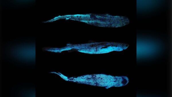First-Ever Photos Taken of a Bioluminescent Shark, the Kitefin