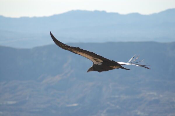 California Condor Reintroduced to the Pacific Northwest