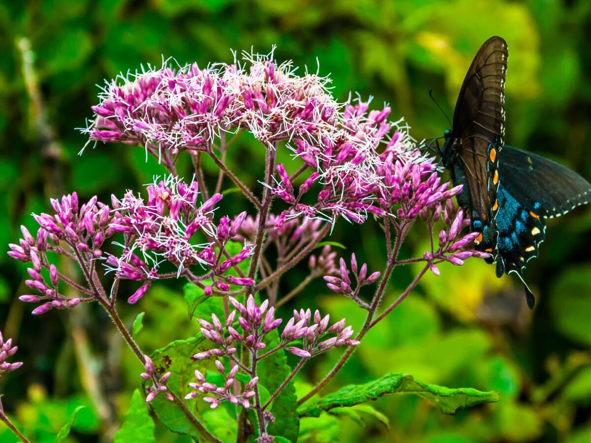 8 Flowers to Capture in Your Spring Shenandoah National Park Photos