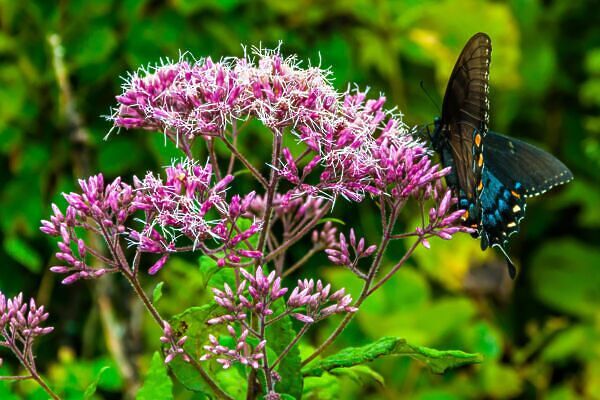 8 Flowers to Capture in Your Spring Shenandoah National Park Photos