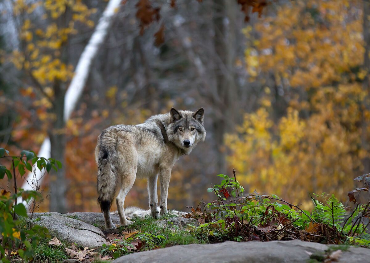 Idaho Lawmakers Approved a Bill to Kill 90 Percent of the State’s Wolves