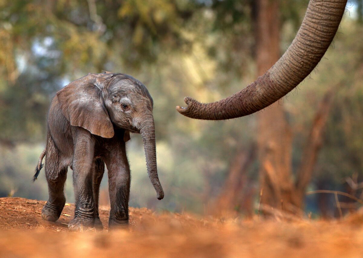 From Elephant Tourism to Elephant Voluntourism
