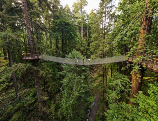 New Sky Walk in California Allows Guests to Walk Among the World’s ...