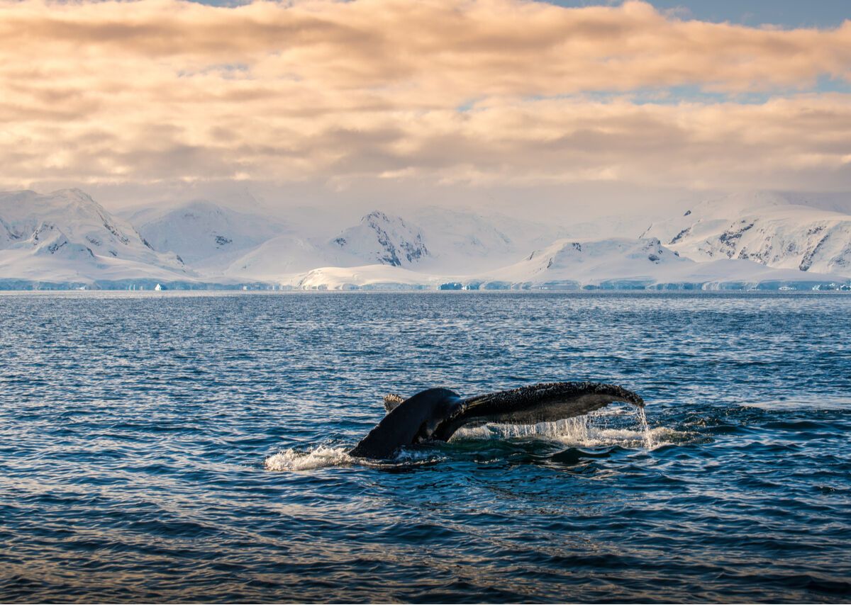 Southern Ocean Officially the World Fifth Ocean - Matador Network