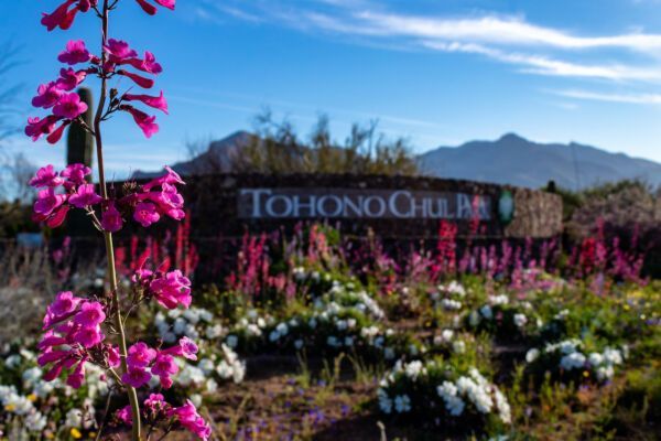 Tohono Chul: How to Visit Tucson’s Best Gardens