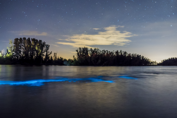 Bioluminescent Kayak Tours Beyond the Orlando Theme Parks