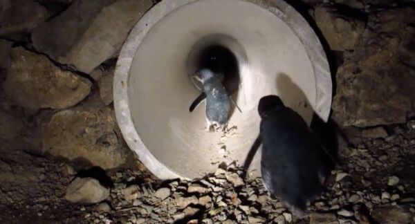 The 7 Coolest Wildlife Crossings Around the World to Help Animals