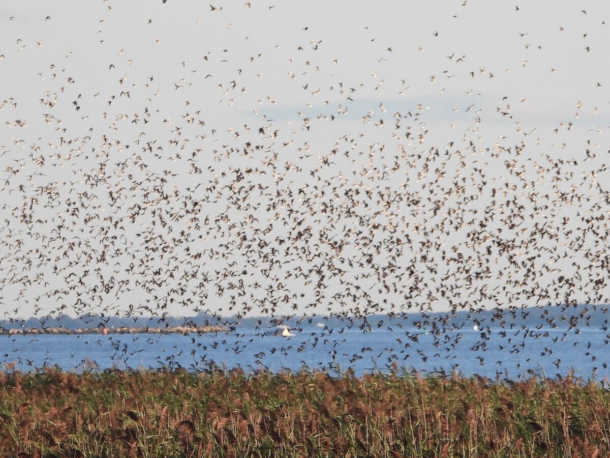How to See Connecticut's Tree Swallow Migration This Fall