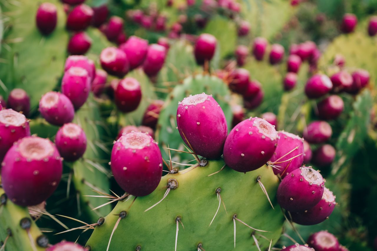 Can You Eat Cactus? The 5 Main Types of Edible Cacti