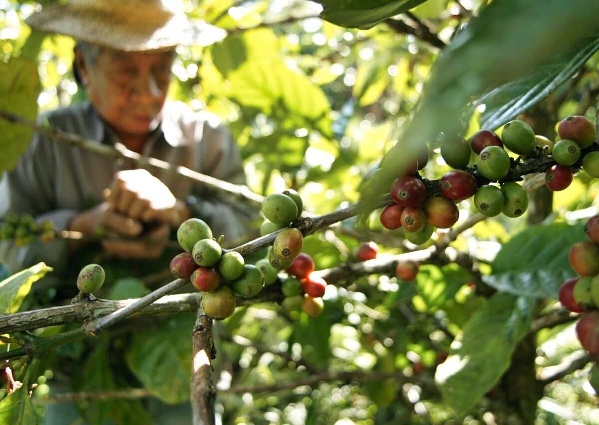 Kapeng Barako Coffee From the Philippines Is Unlike Anything You've Tried