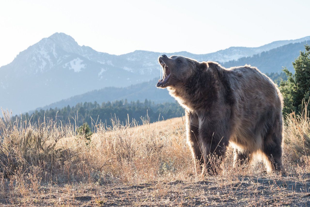 The US States With the Most Deaths Caused by Animal Attacks