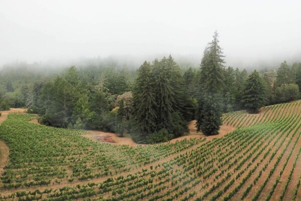 What It's Like to Go Forest Bathing in Sonoma County, California