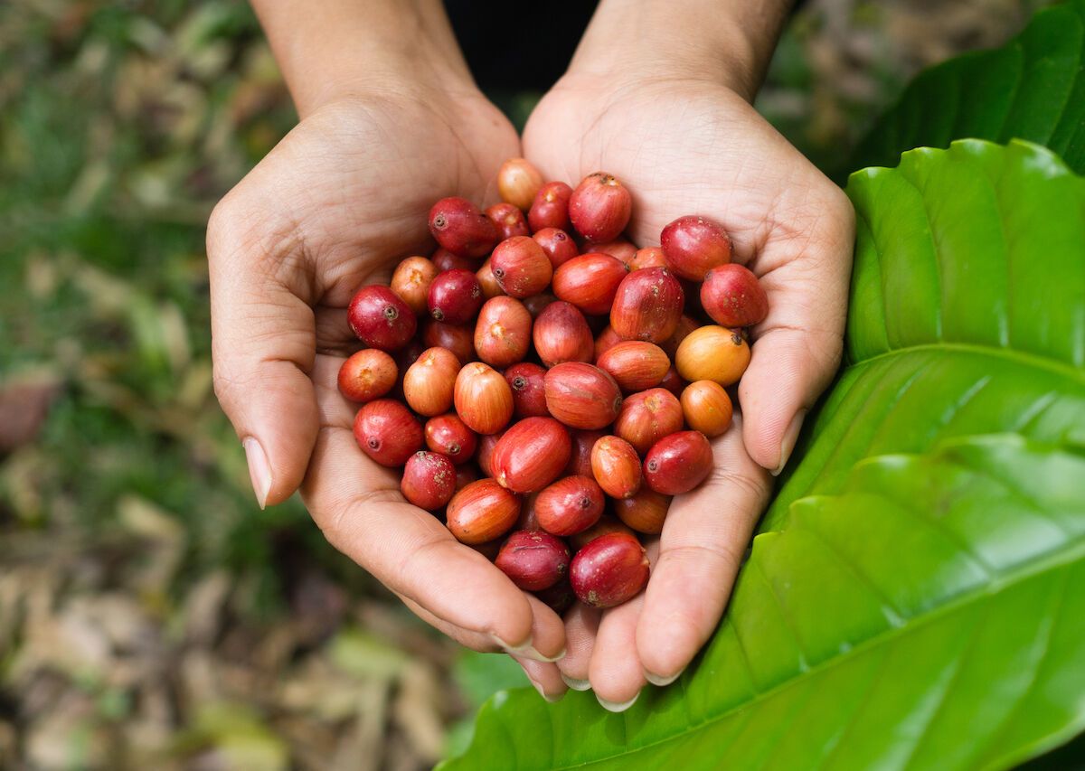 Fair Trade for Beginners