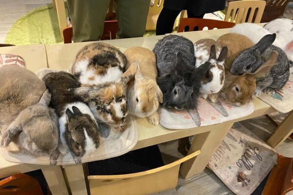 Rabbitland Cafe Is Hong Kong's First Coffeeshop With Rabbits