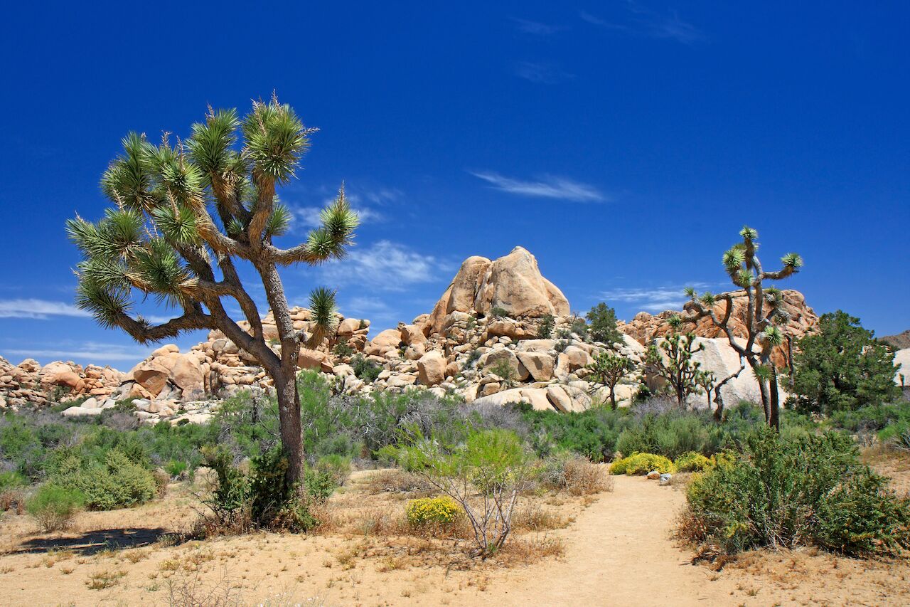 Help the Joshua Tree Join the Endangered Species Act