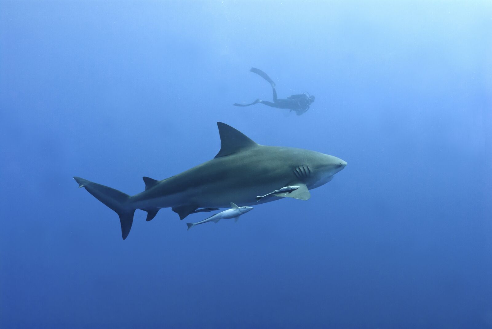 Diving With Sharks Is Big in Playa — but Why Would Anyone Want to Do It?