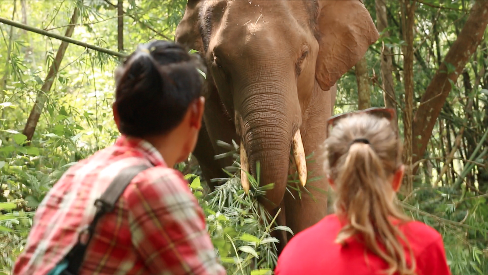 5 Wildlife Tourism Experiences Where Travelers Make a Genuine Difference