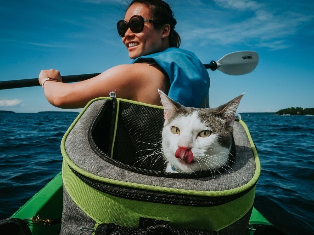 A Complete Guide to Training and Raising an Adventure Cat