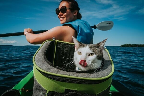 A Complete Guide to Training and Raising an Adventure Cat