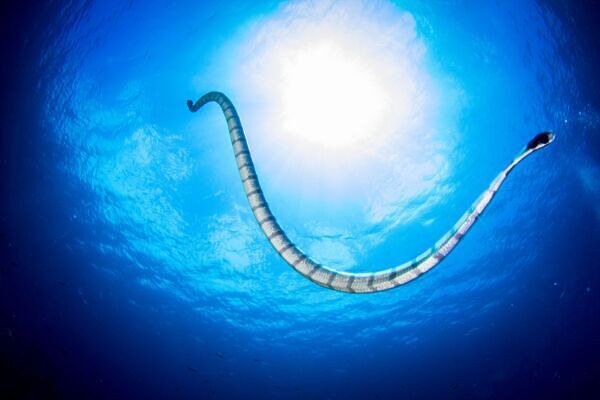 This Study Shows the Most Common Dreams Around the World