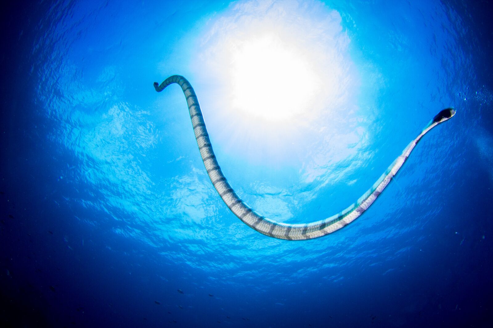 This Study Shows the Most Common Dreams Around the World