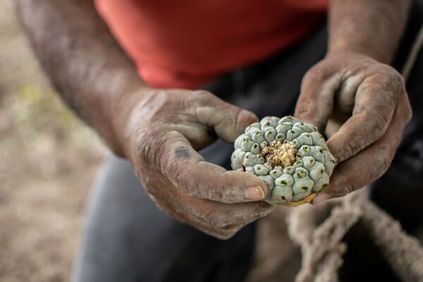 What Is Peyote? Everything You Need to Know About This Desert Cactus