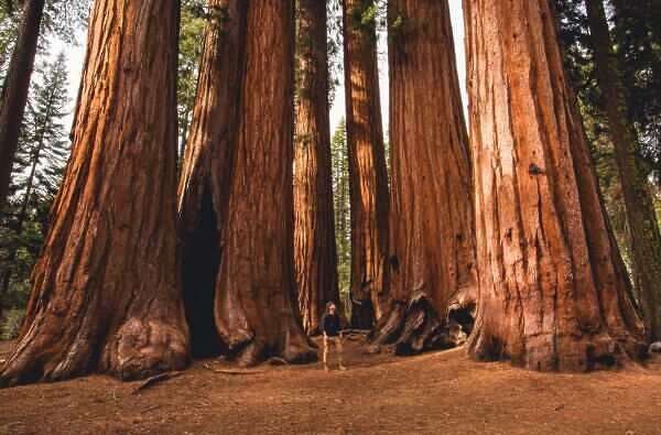 Guide to the Tallest Trees and Old-Growth Forests in California