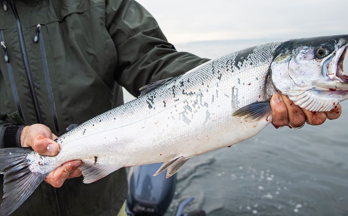 The 8 Best Rivers in Washington State for Salmon Fishing