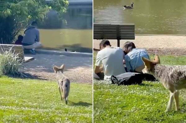 The Importance of Wildlife and Human Coexistence in Cities
