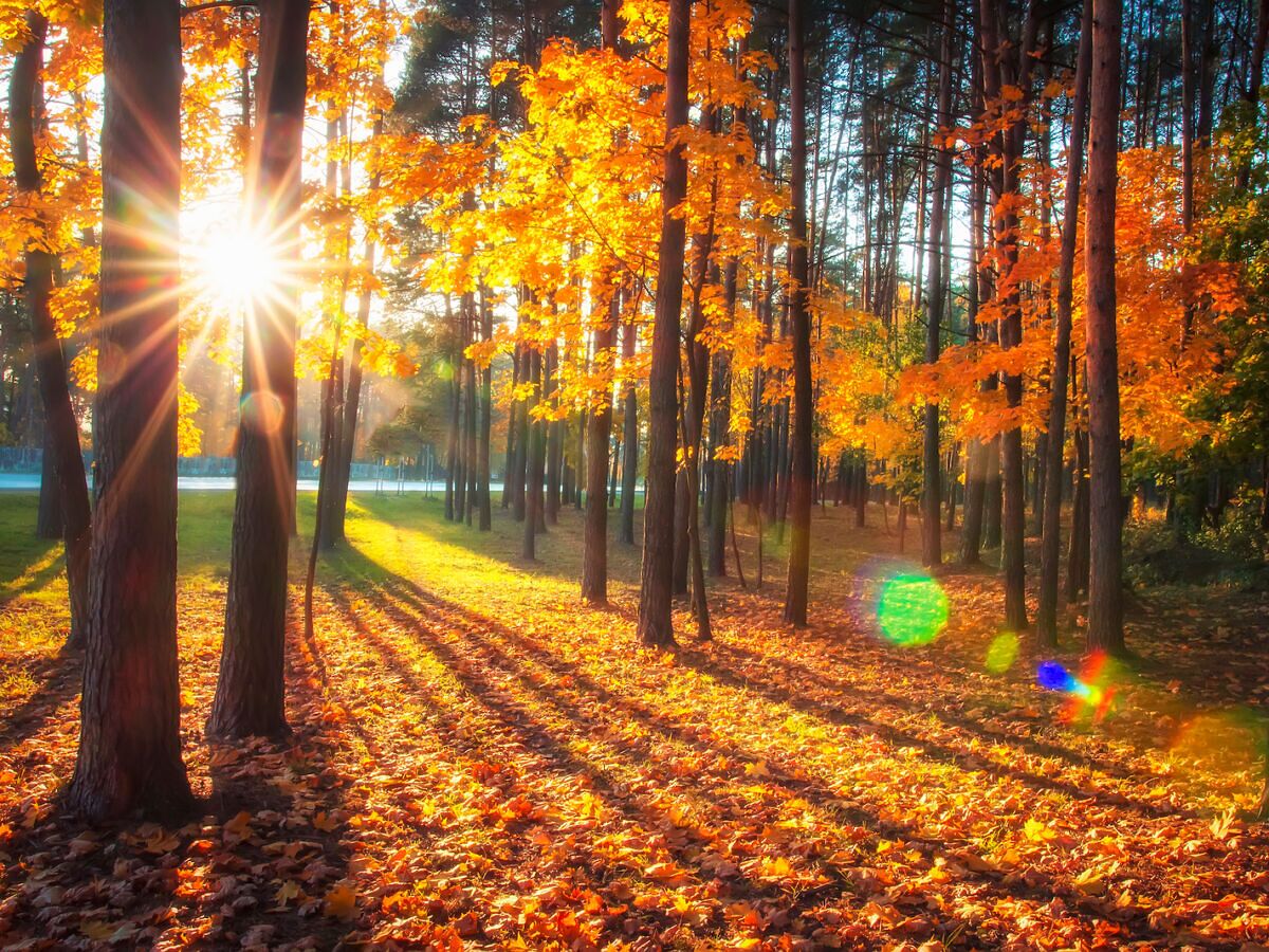A Giant Smiley Face Made of Trees Appears in Oregon in the Fall