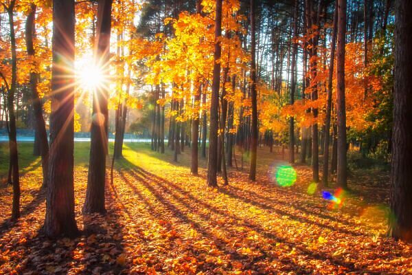 A Giant Smiley Face Made of Trees Appears in Oregon in the Fall