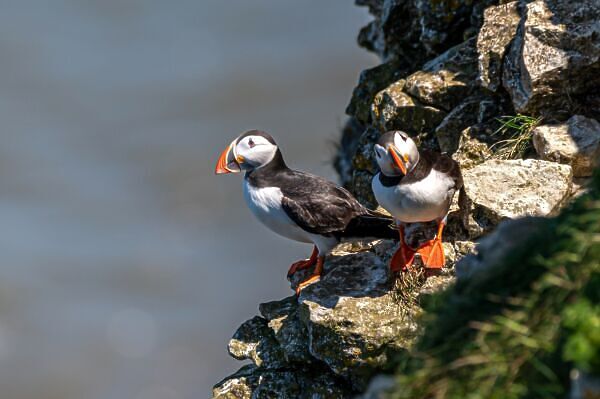 Why Baby Puffins Are Thrown Off Cliffs in Iceland Every Year