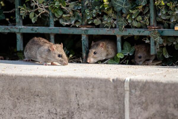 Data Analysis Finds the Top 50 Most Rat-Infested Cities in the US