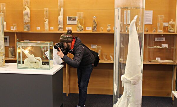 Everything You Need to Know About the Penis Museum in Reykjavik