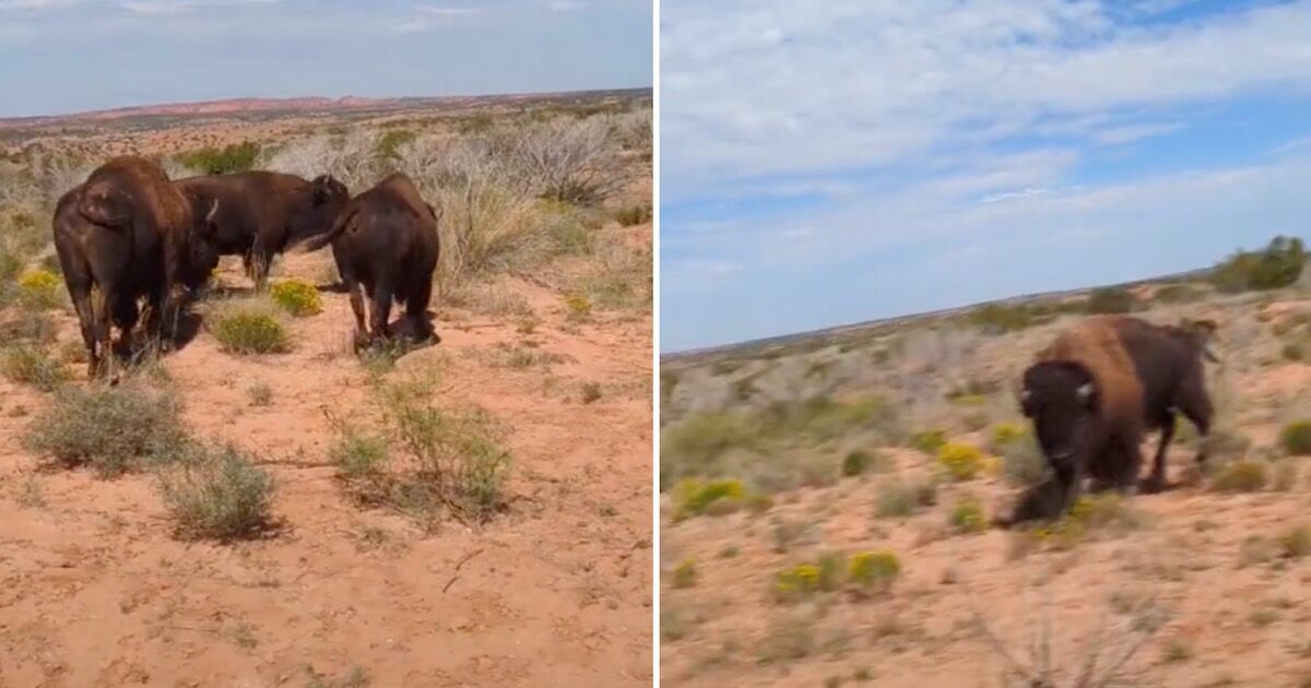 Woman Shares Video of Being Gored by a Bison on TikTok