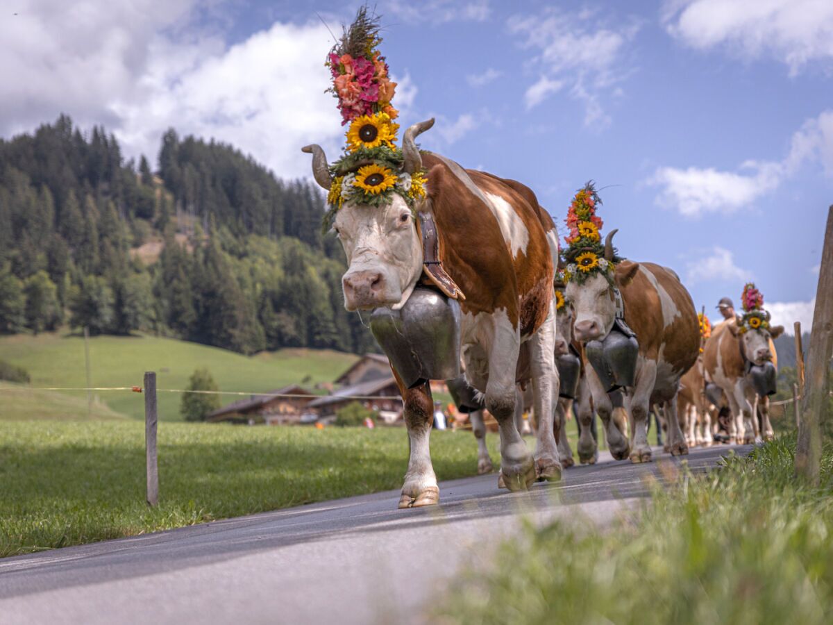 Switzerland Cow Festival: The Best Places to See the Swiss Cow Parades