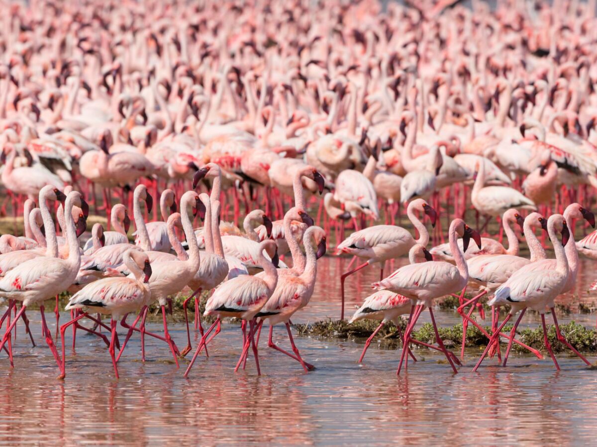 This Kenyan National Park Has Nearly One Million African Flamingos