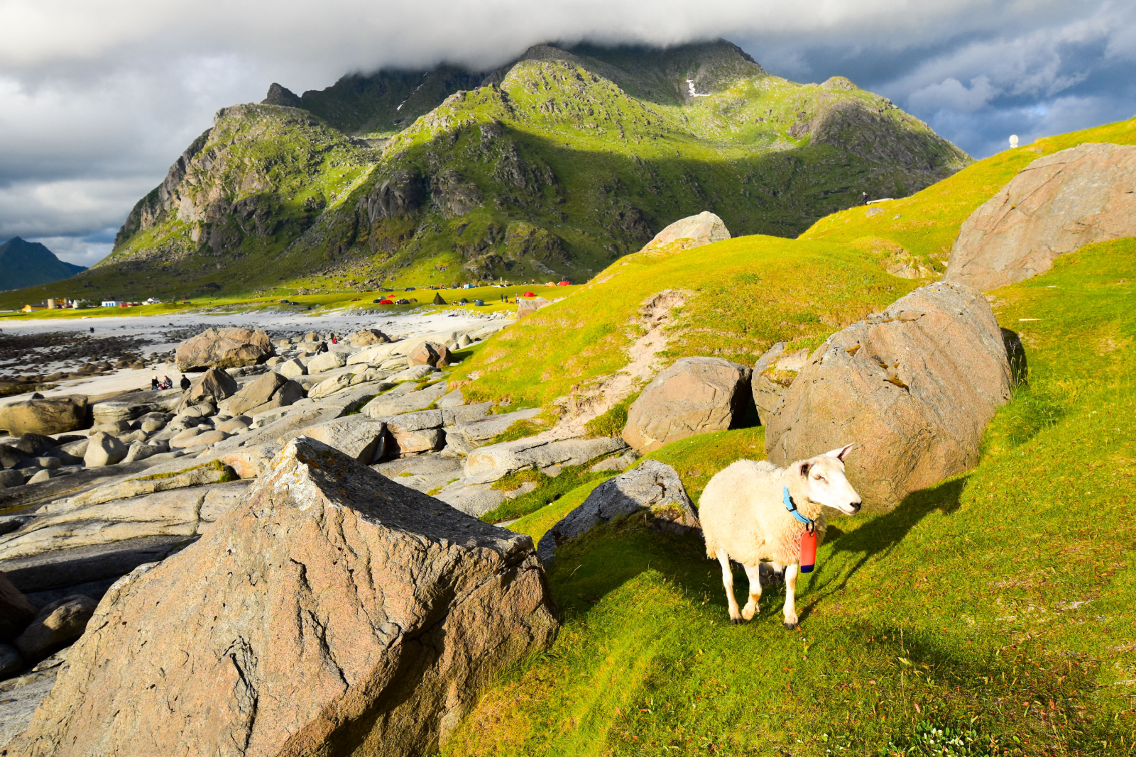 This Sheep-Filled Norway Beach Is Like Nowhere Else in the World