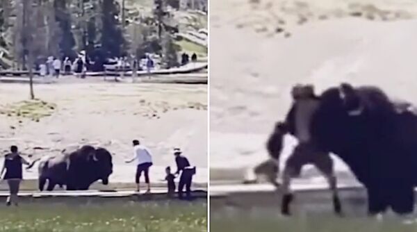 Bison Gores Colorado Man in Yellowstone National Park