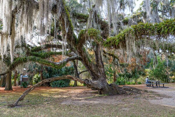 The Singing Oak: Why You Should Visit This Oak Tree in New Orleans
