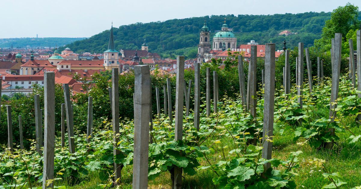 How to Dive Into Czech Wine Culture at St. Wencesla's Vineyard