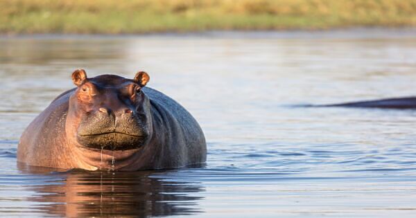 Watch a Hippo Chase Boat of Tourists