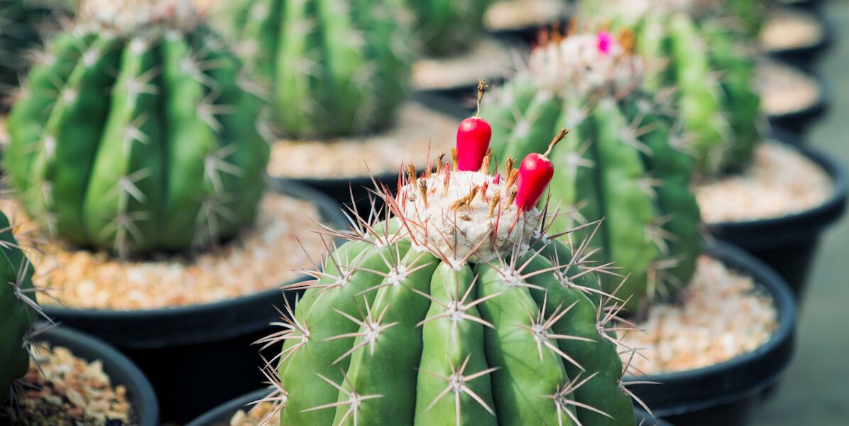 Have You Ever Tried a Melocactus Fruit? Here's What to Know.