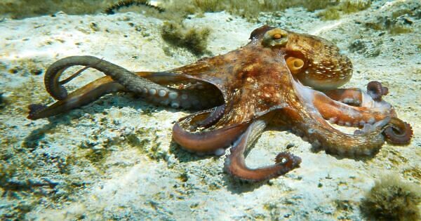 This Octopus Clung to a Fisherman's Cage for Dear Life
