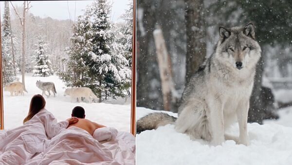 Parc Omega: An Animal Park Where You Can Spend the Night